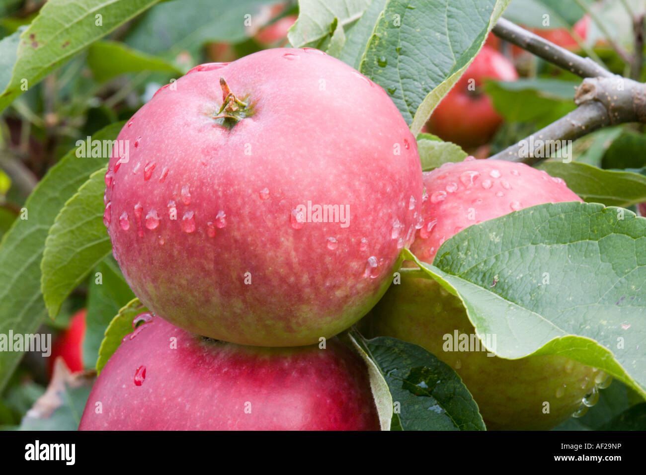 Tydeman’s early worcester hi-res stock photography and images - Alamy