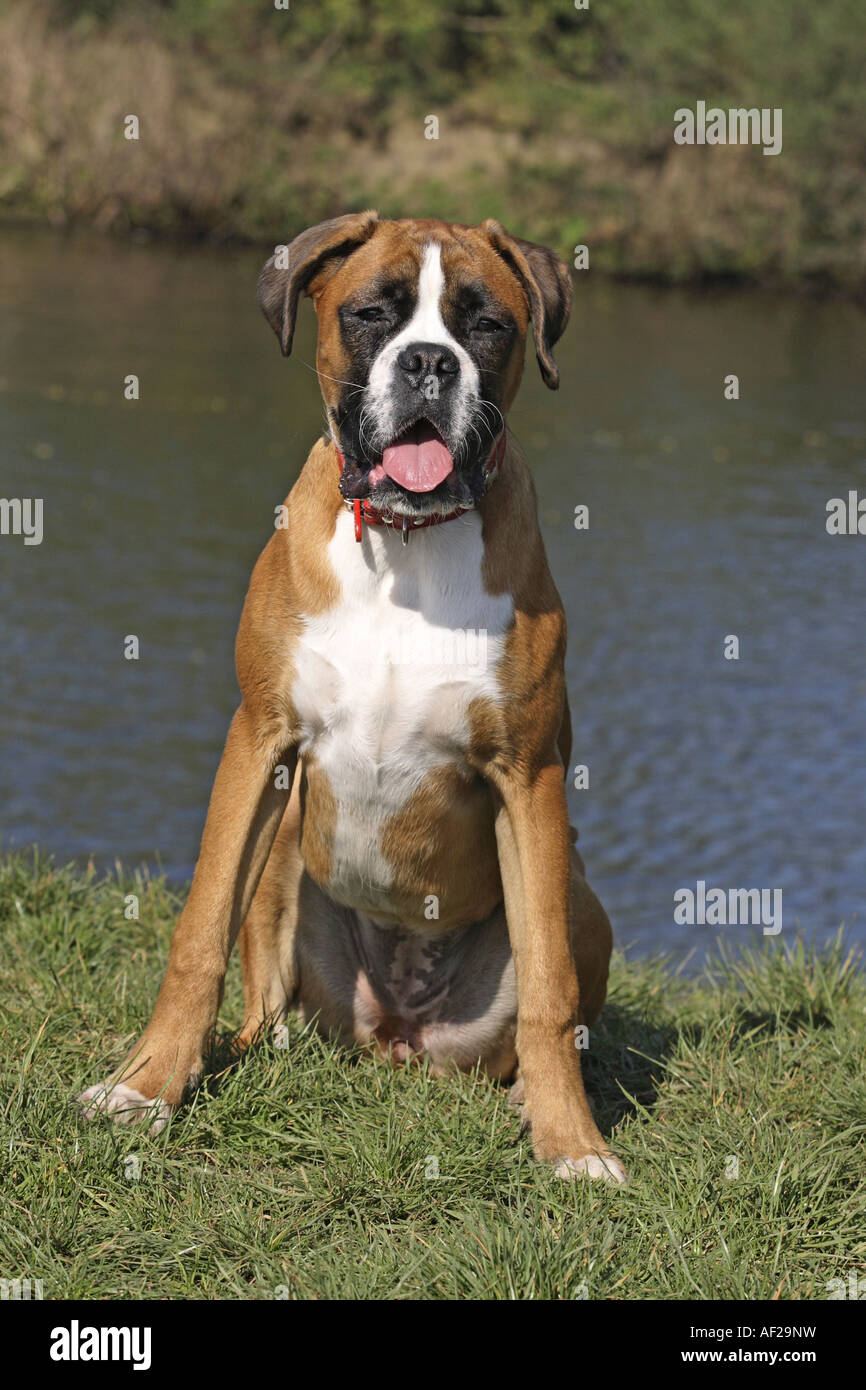 German Boxer (Canis lupus f. familiaris), sitting at the river shore ...