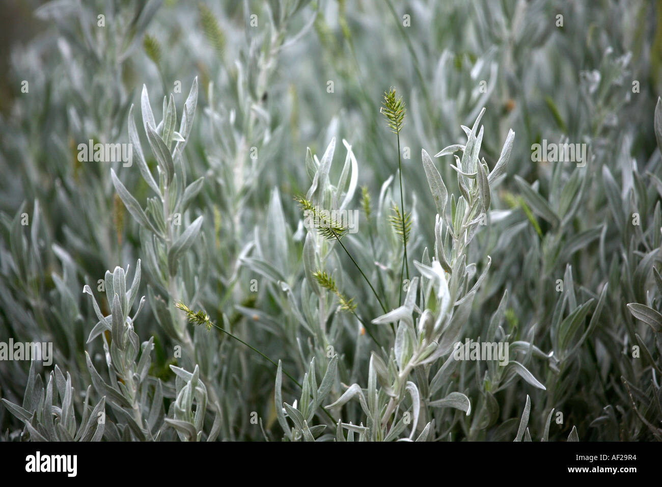 Weeds in the Big Muddy Valley in scenic Saskatchewan Canada Stock Photo ...