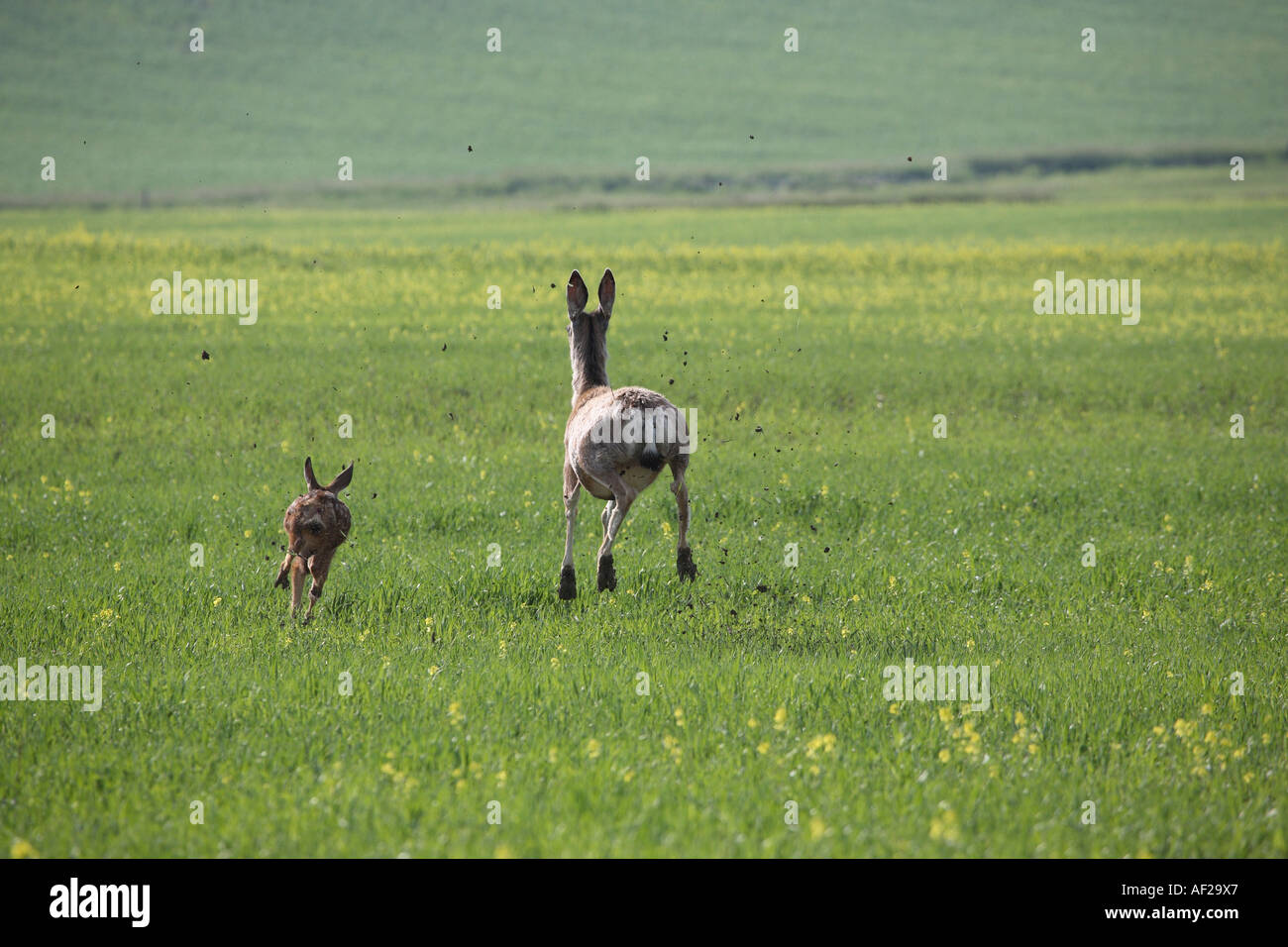 Mule Deer doe and fawn bounding in a field in scenic Saskatchewan ...