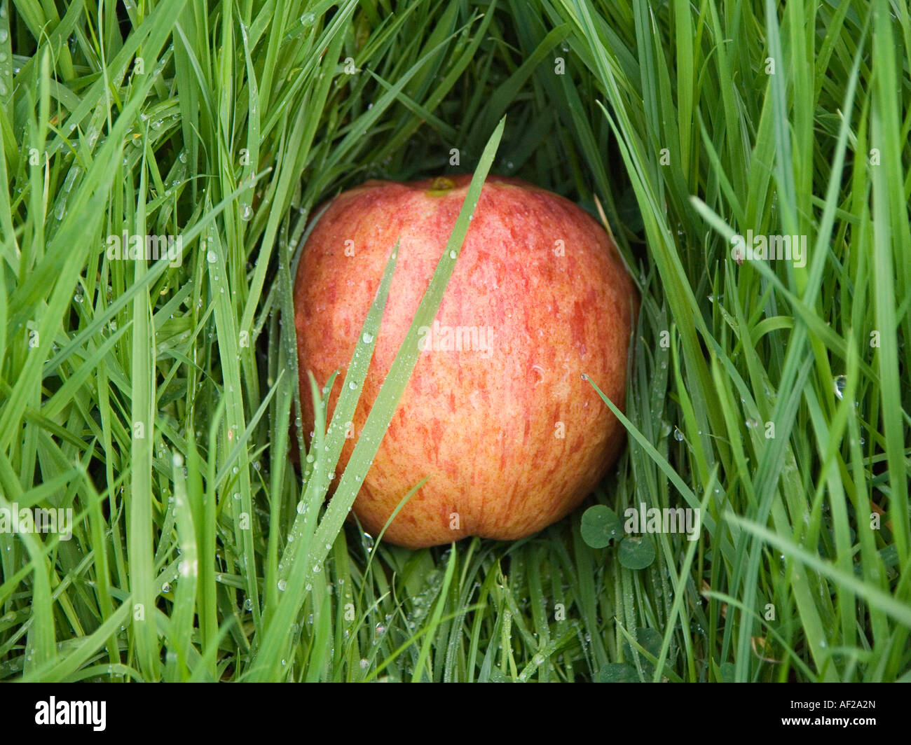A single ripe windfall apple lying in wet grass Stock Photo - Alamy