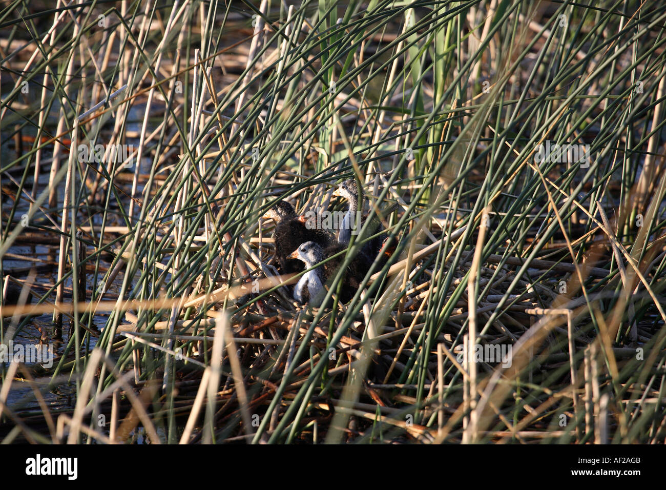 American coot nest hi-res stock photography and images - Alamy