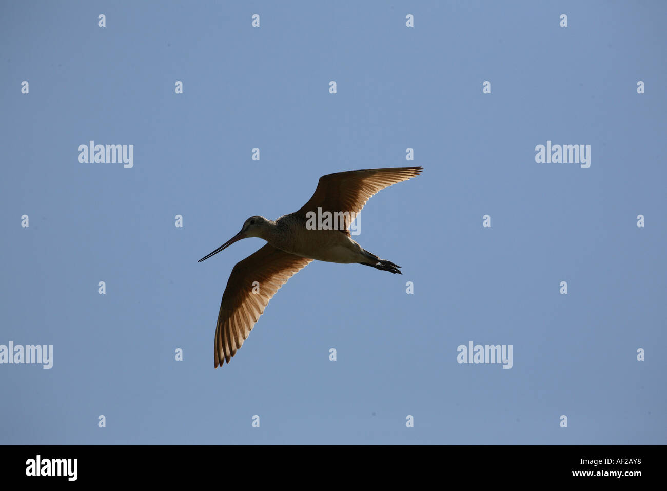Marbled godwit in flight hi-res stock photography and images - Alamy
