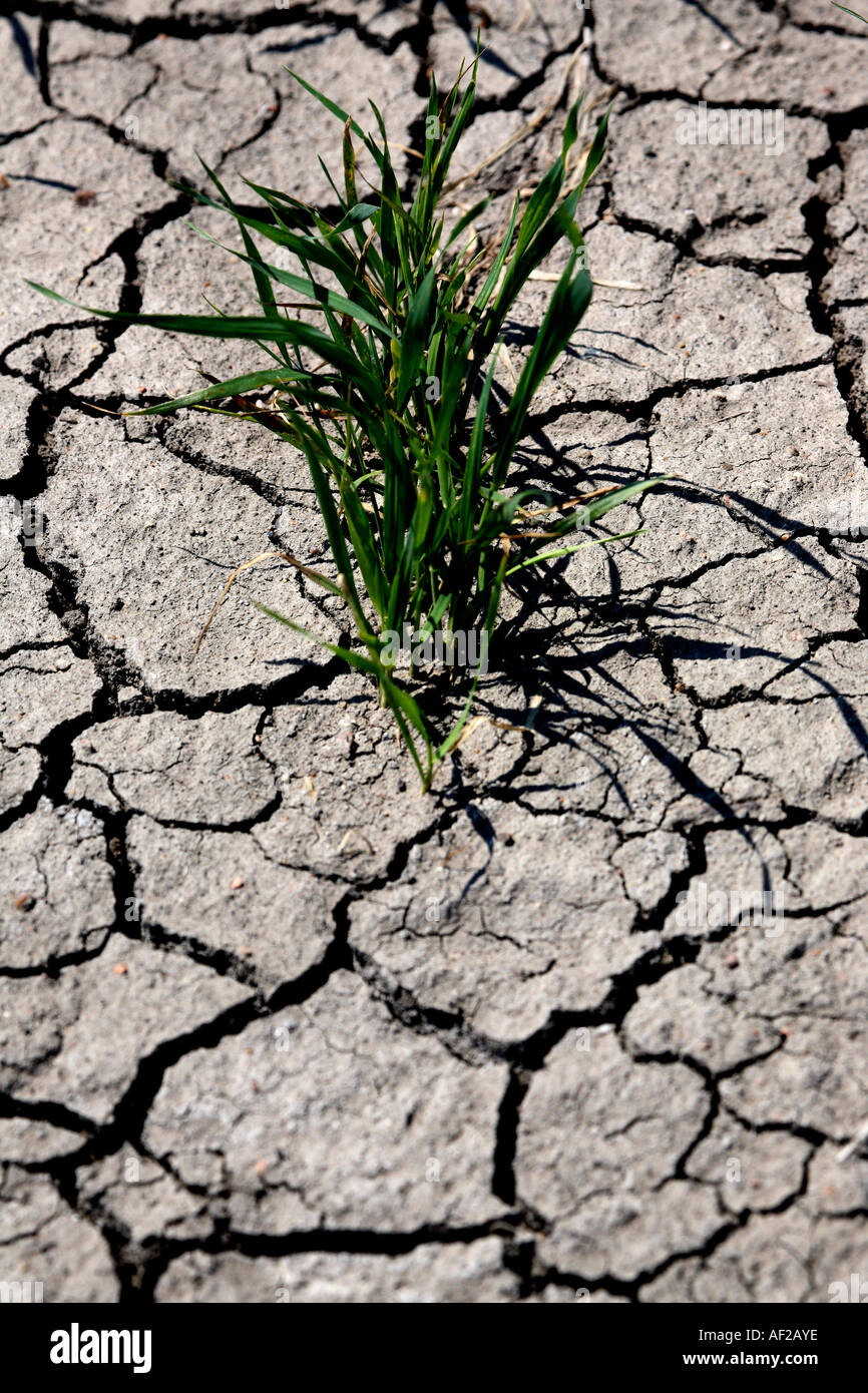 Cracked mud and a grass plant on the dried up Big Muddy Lake in scenic ...