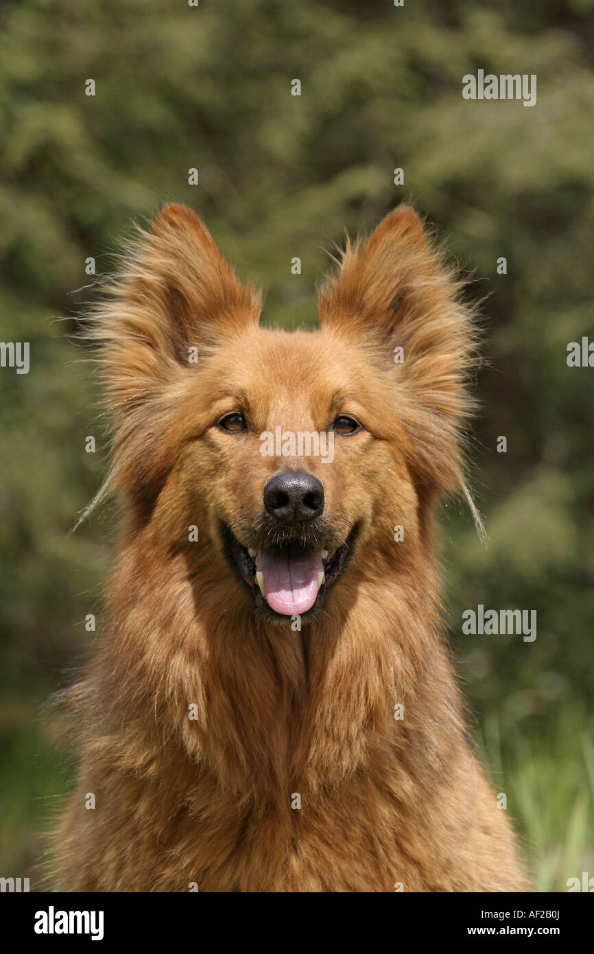 Harzer Fuchs, Harzer Fox (Canis lupus f. familiaris), portrait Stock ...