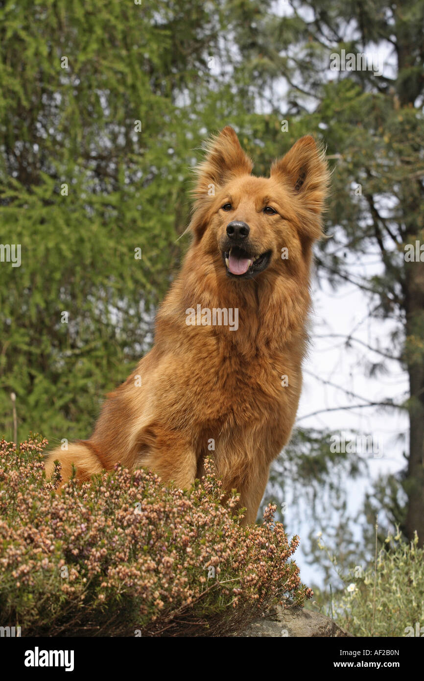 Harzer Fuchs, Harzer Fox (Canis lupus f. familiaris), sitting in a ...