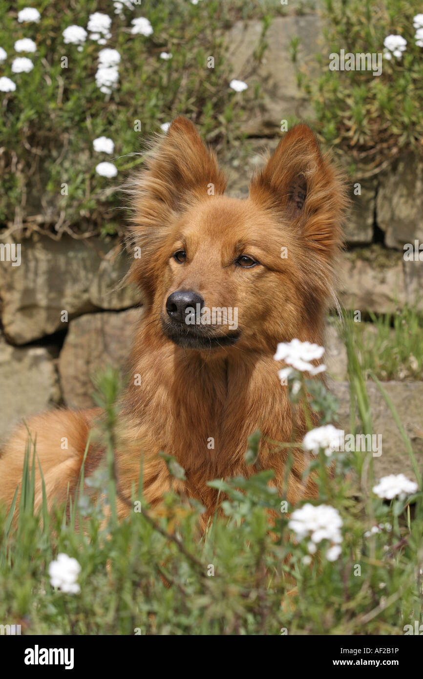 Harzer fuchs hi-res stock photography and images - Alamy