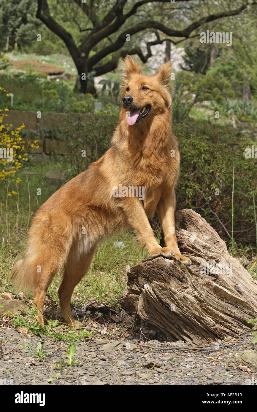 Harzer fox hi-res stock photography and images - Alamy