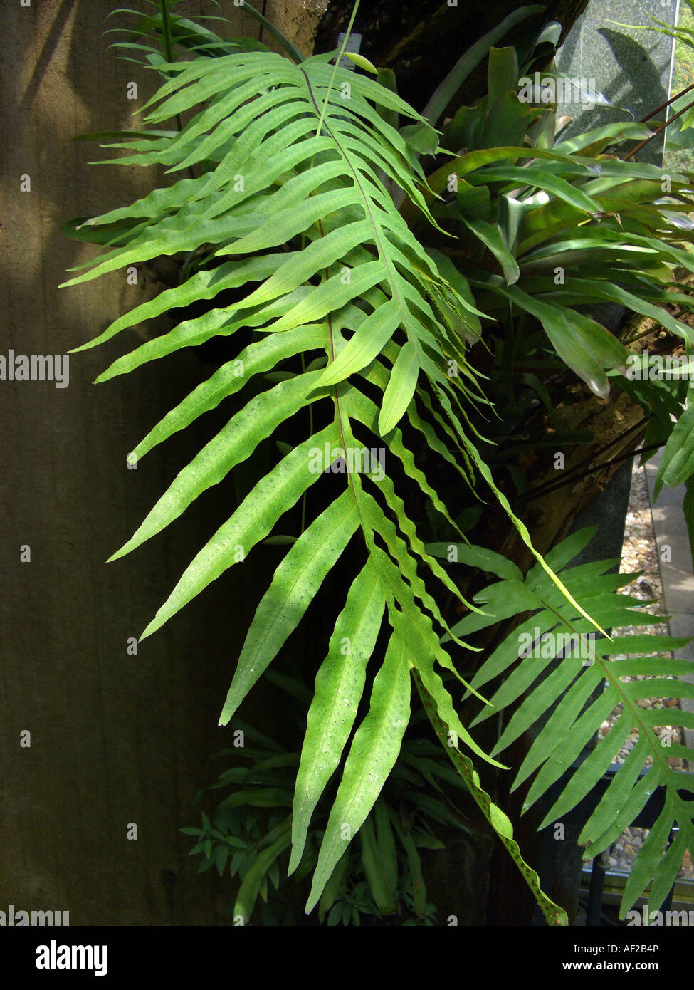 Polypodium Aureum High Resolution Stock Photography and Images - Alamy