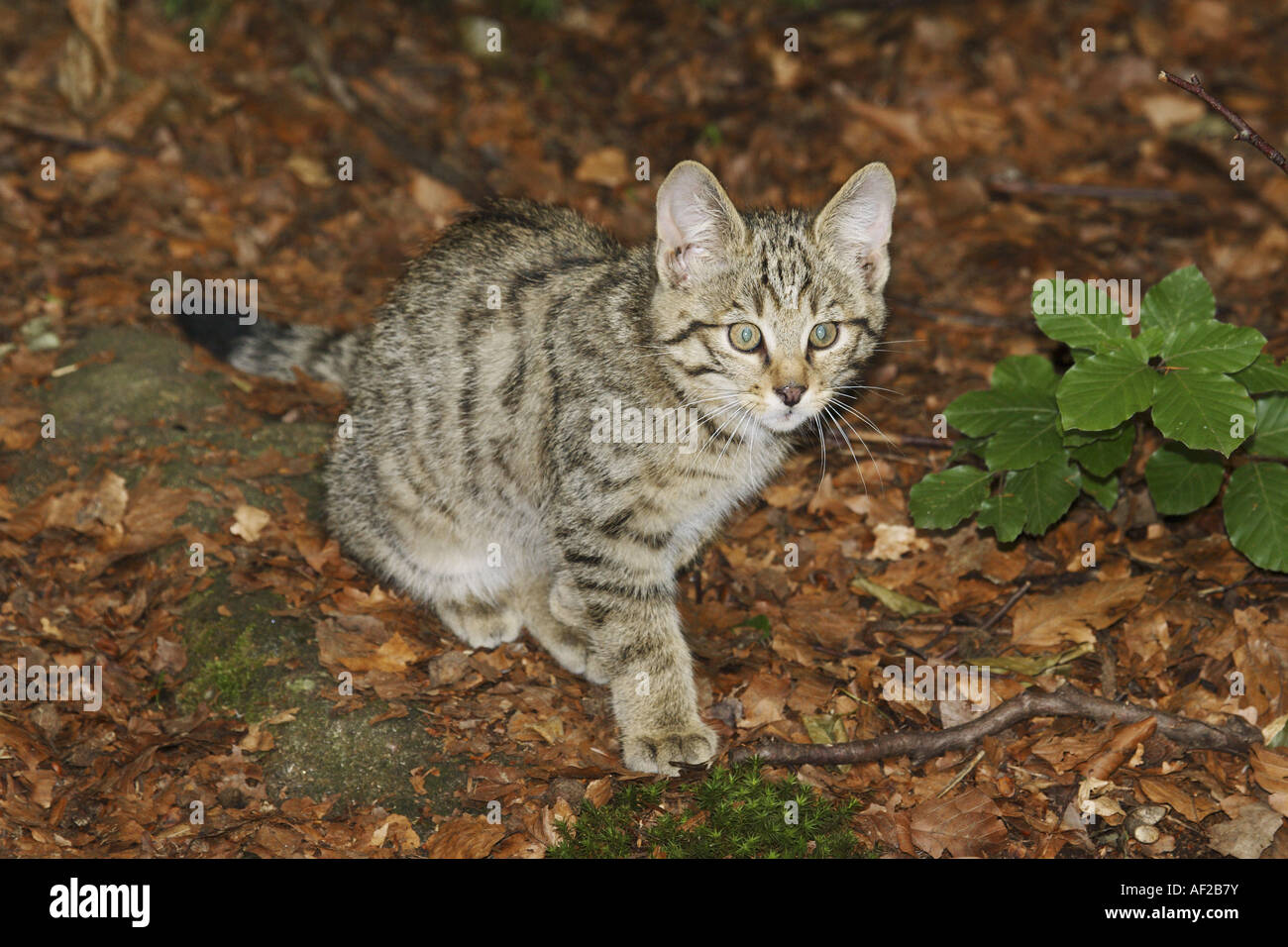 European wildcat, forest wildcat (Felis silvestris silvestris), young ...