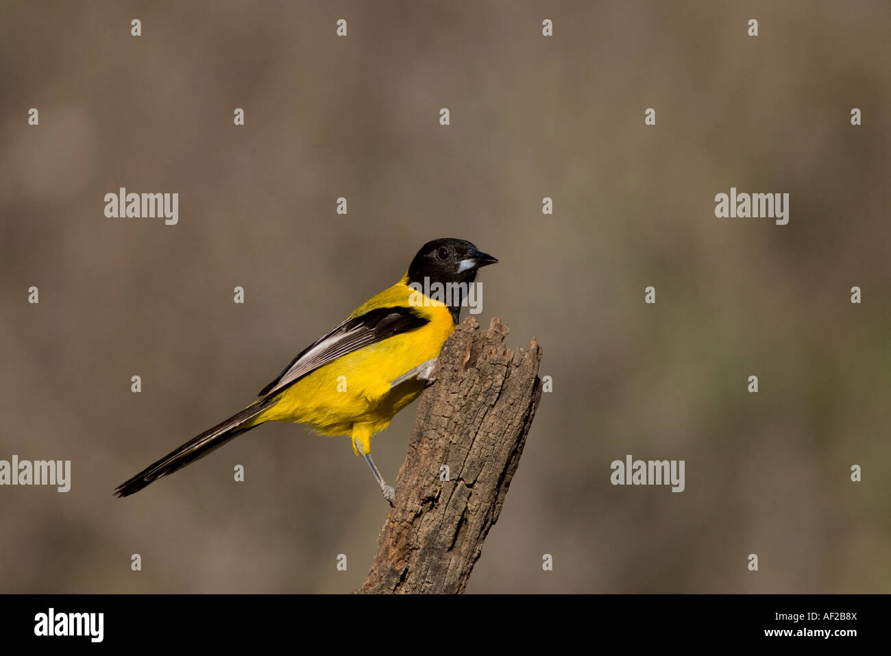 Audubons Oriole High Resolution Stock Photography and Images - Alamy