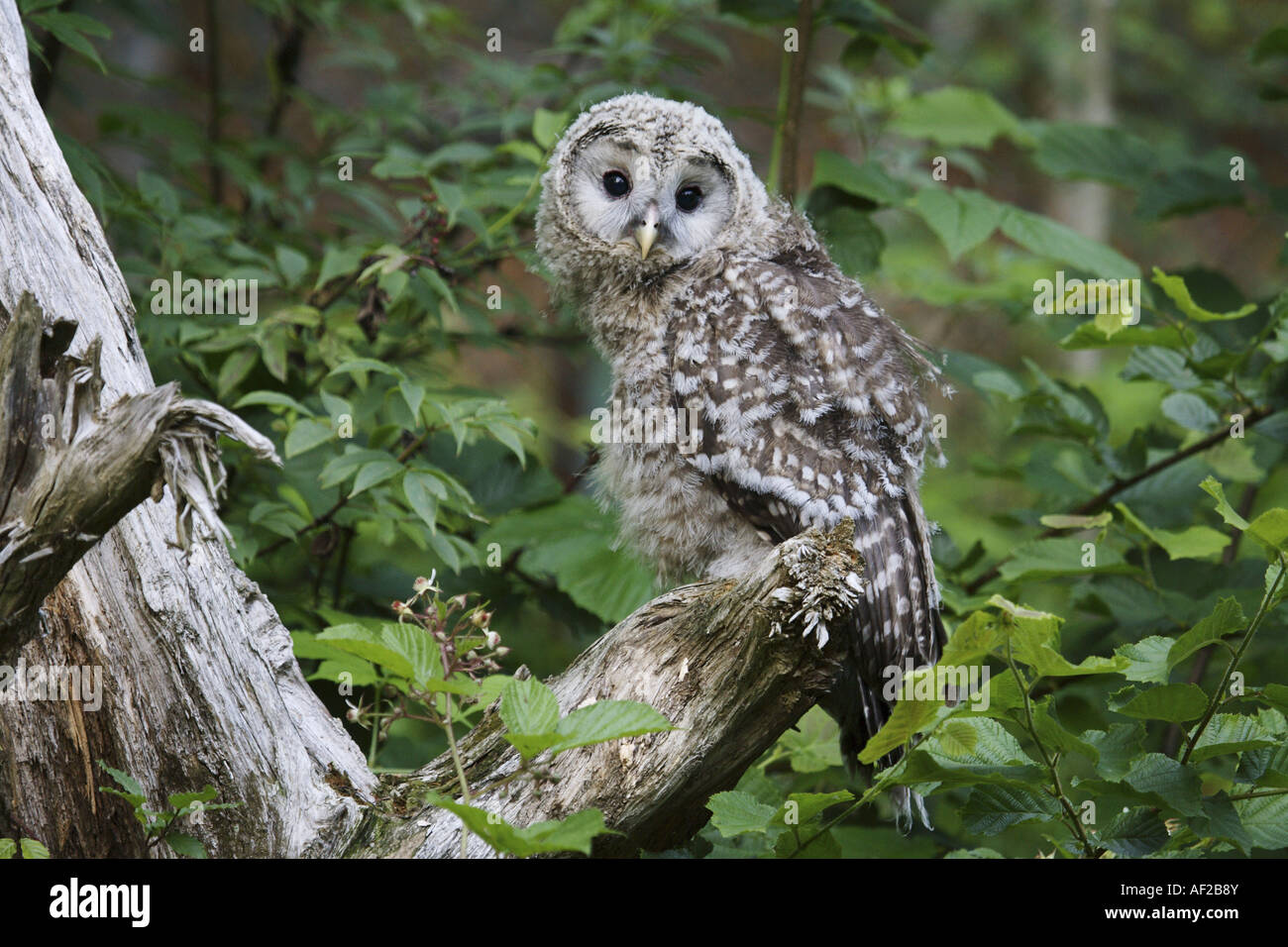 An alod tree hi-res stock photography and images - Alamy