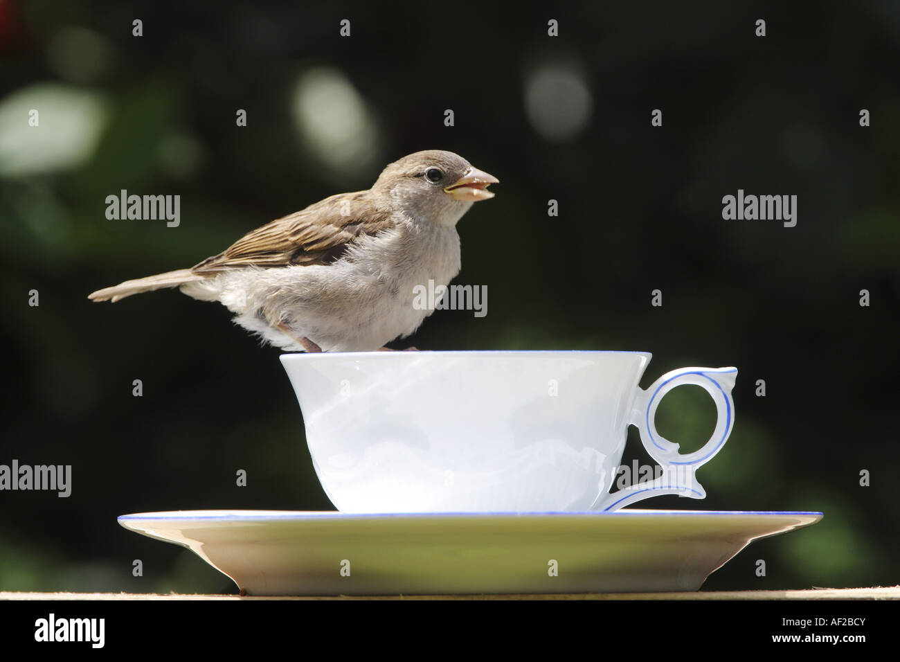 house sparrow (Passer domesticus), sitting on a cup, Germany Stock ...