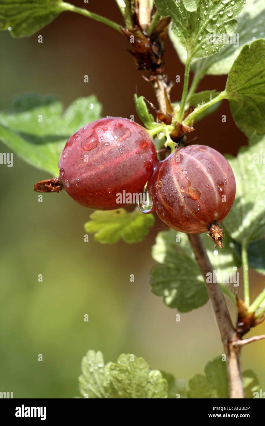 wild gooseberry, European gooseberry (Ribes uva-crispa), fruits Stock ...