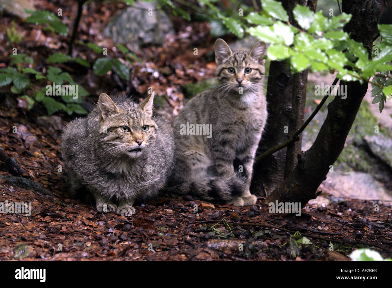 European wildcat, forest wildcat (Felis silvestris silvestris), adult ...