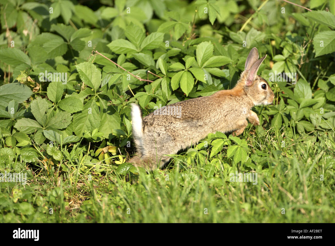 European rabbit (Oryctolagus cuniculus), jumping in a meadow, Germany ...