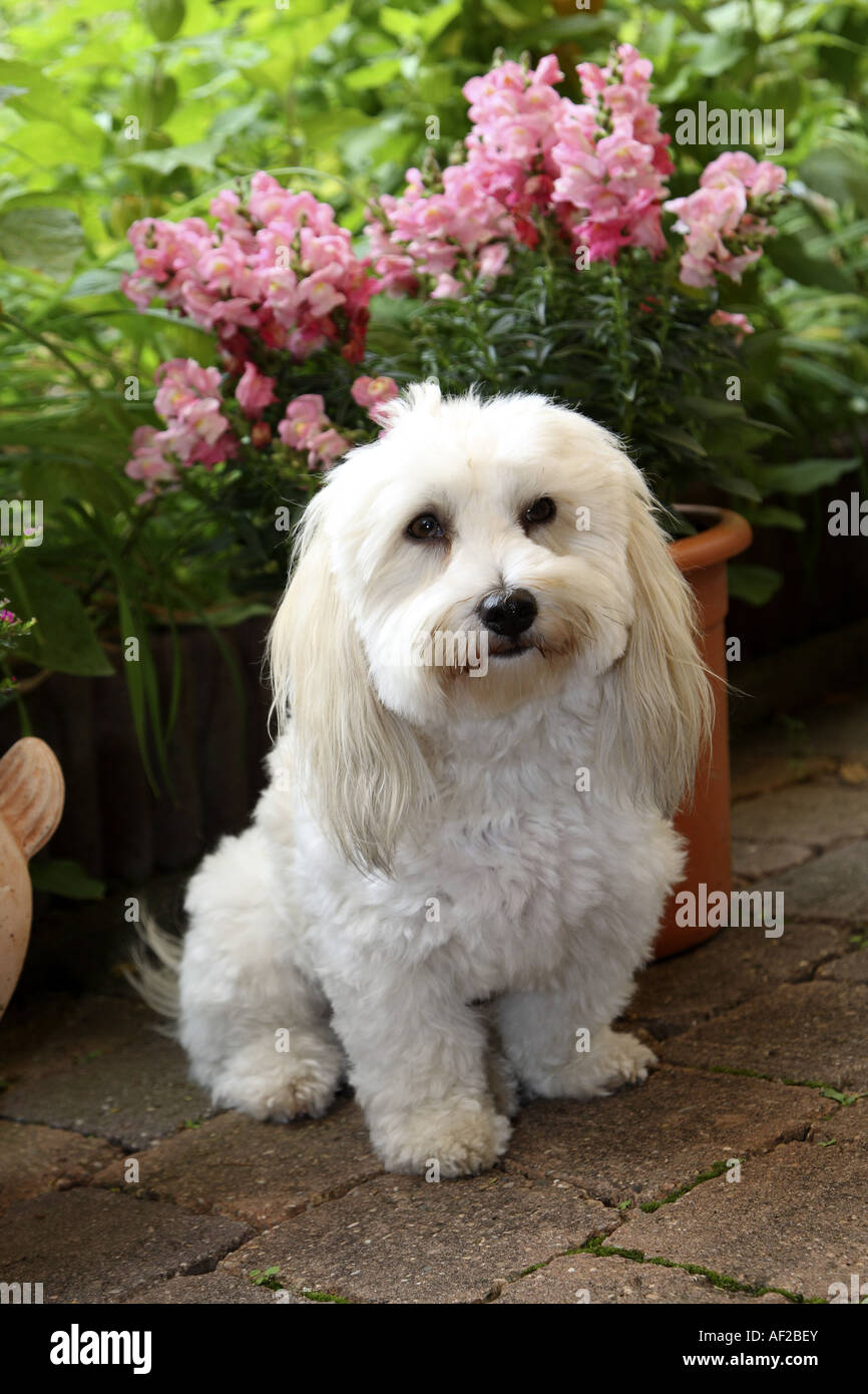 Coton de Tular (Canis lupus f. familiaris), sitting on garden terrace ...