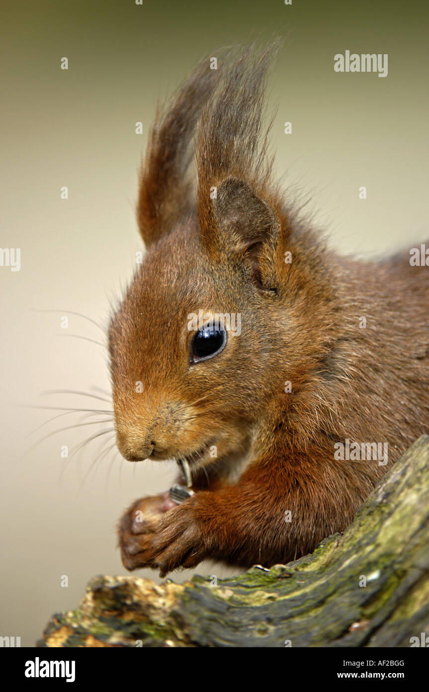European red squirrel, Eurasian red squirrel (Sciurus vulgaris ...
