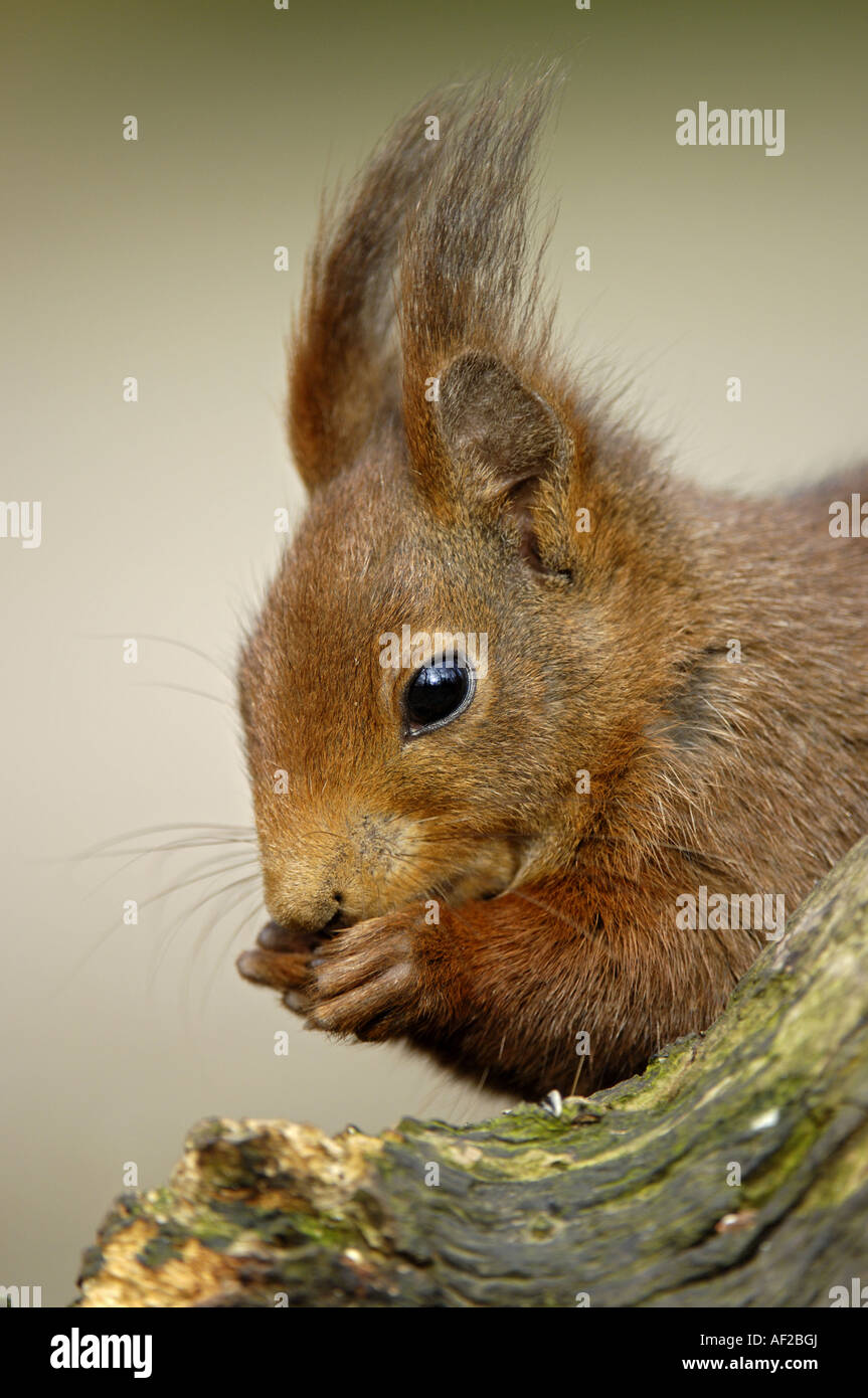 European red squirrel, Eurasian red squirrel (Sciurus vulgaris ...