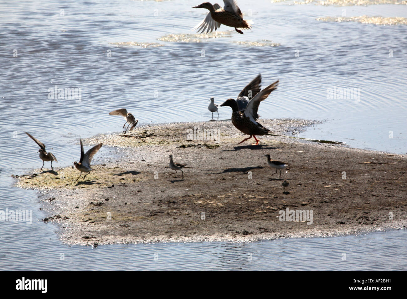 Ducks and shorebirds on a mud island of a roadside pond in scenic ...