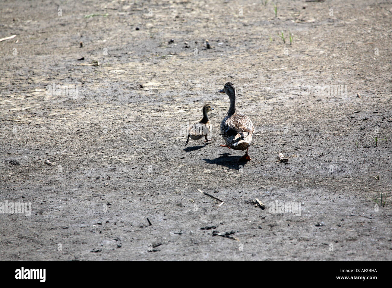 Blue-winged Teal hen with a duckling hurrying over a mudflat of a ...