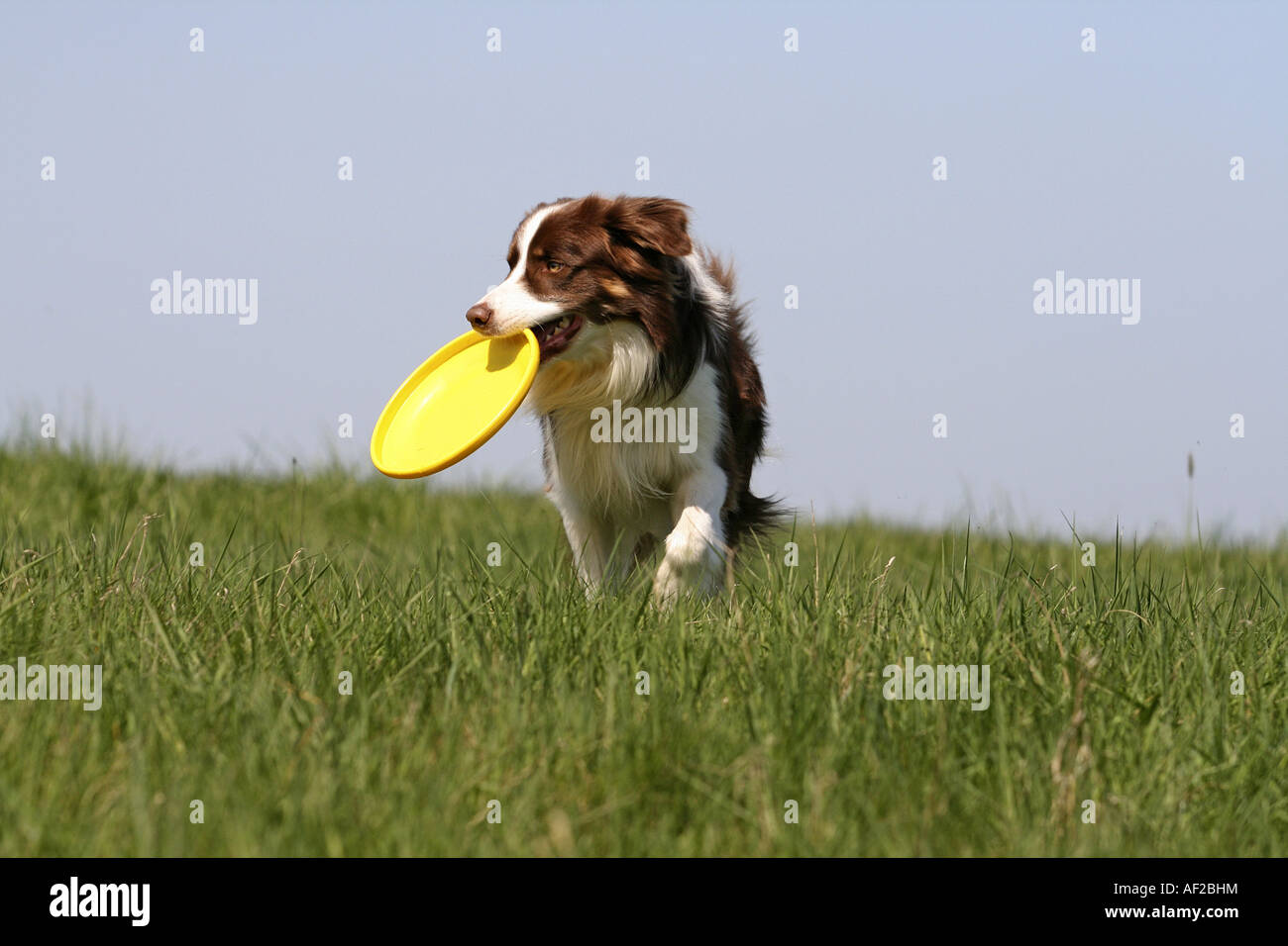 Border Collie (Canis lupus f. familiaris), with frisbee disc Stock ...
