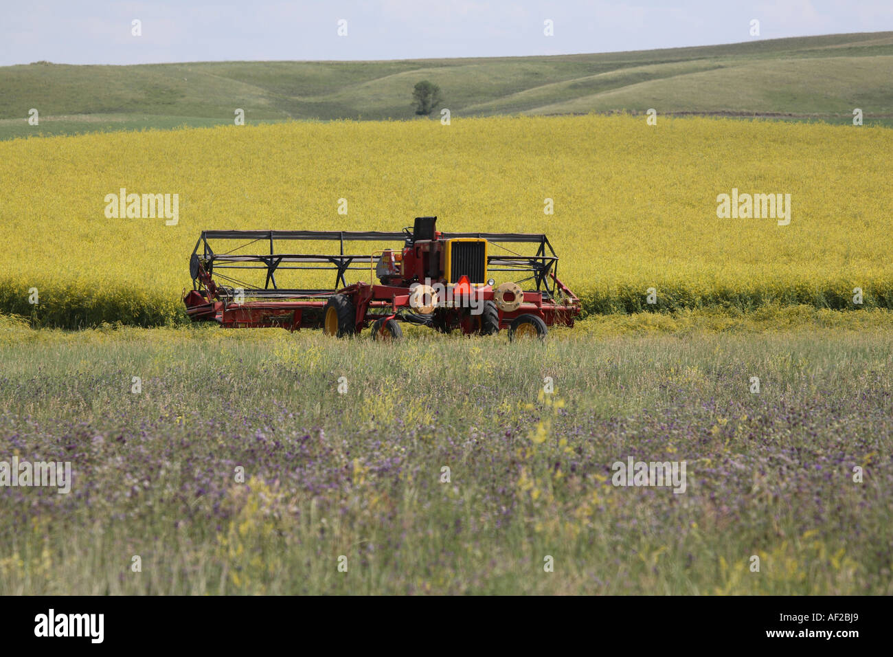 Swathing canola hi-res stock photography and images - Alamy