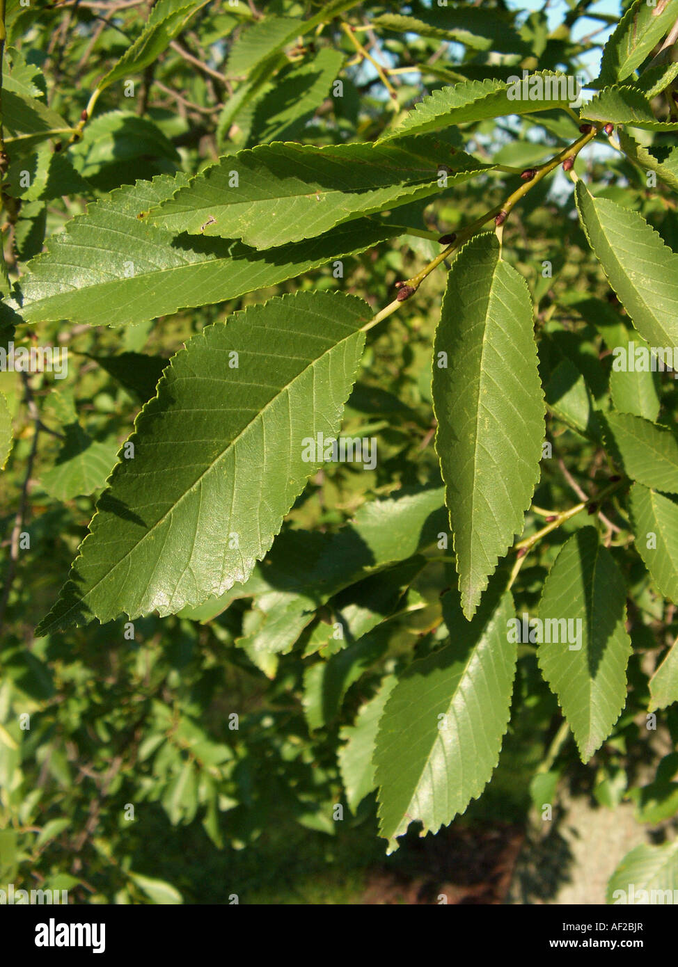 resistant elm (Ulmus resista, Ulmus x resista, Ulmus 'Resista'), leaves ...
