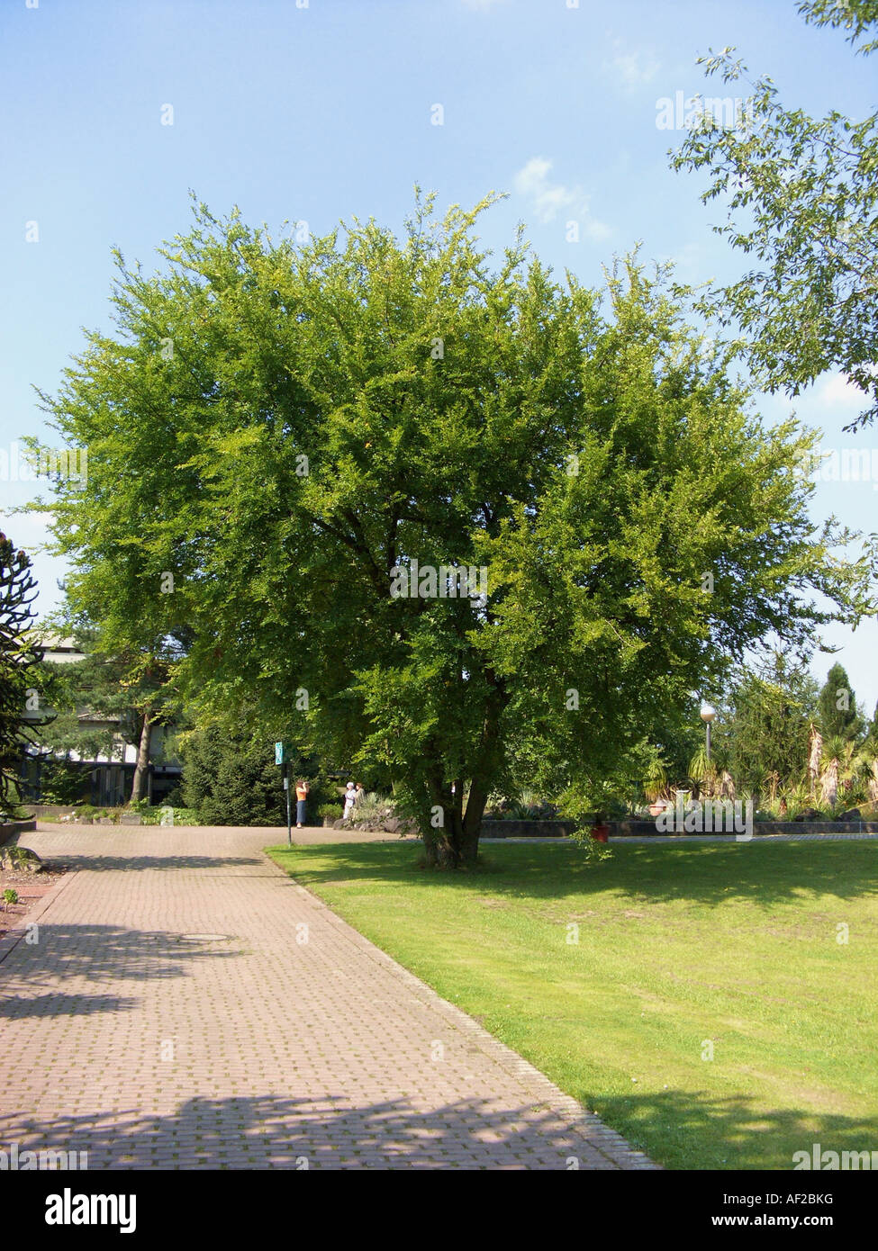 American elm (Ulmus americana), single tree in a park Stock Photo - Alamy