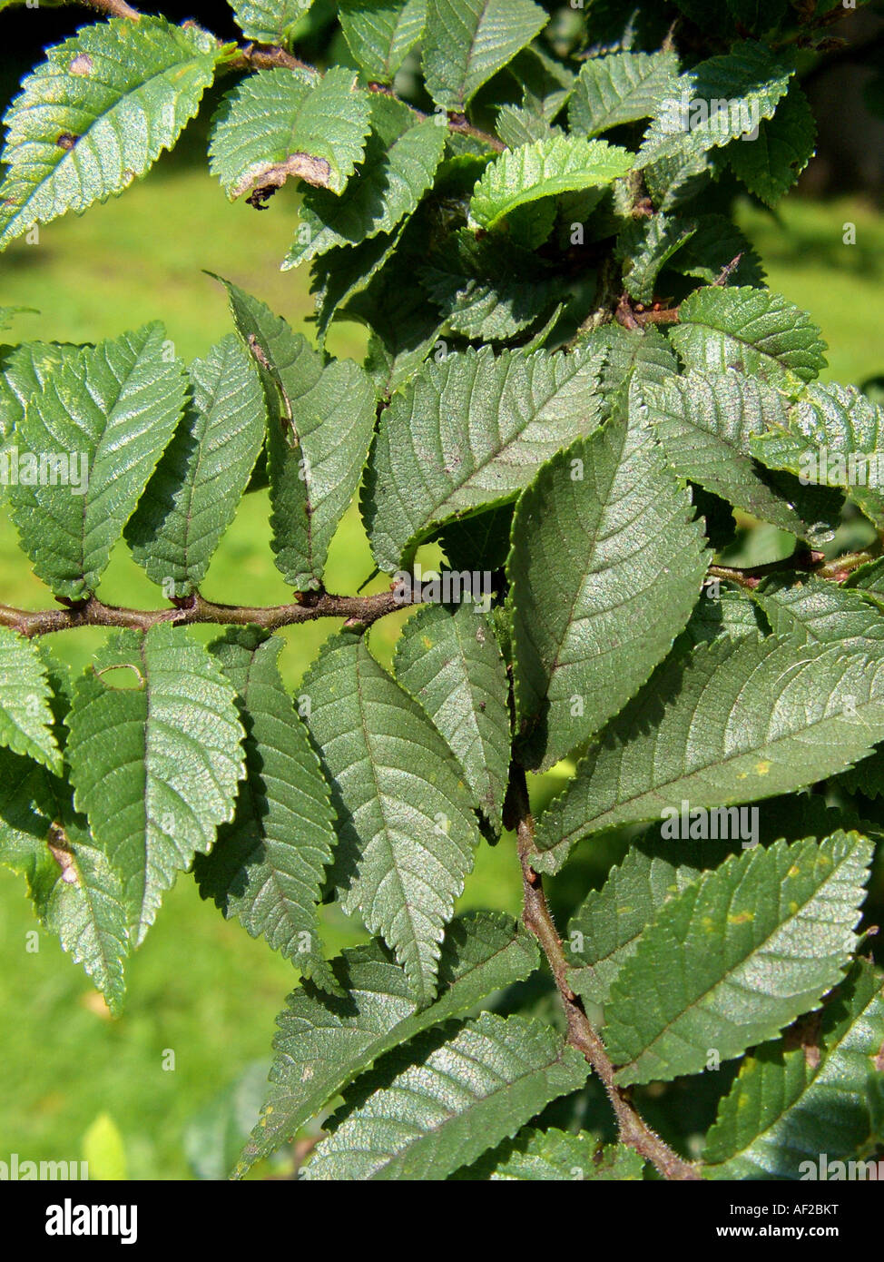 Dutch elm hi-res stock photography and images - Alamy