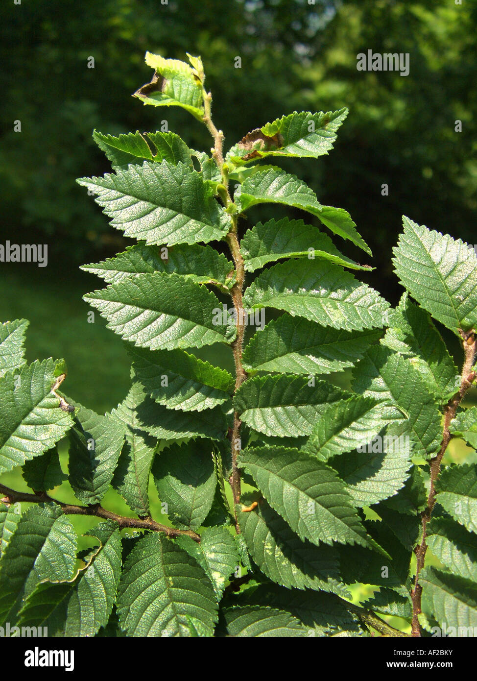 Dutch elm (Ulmus x hollandica, Ulmus hollandica), twigs Stock Photo - Alamy