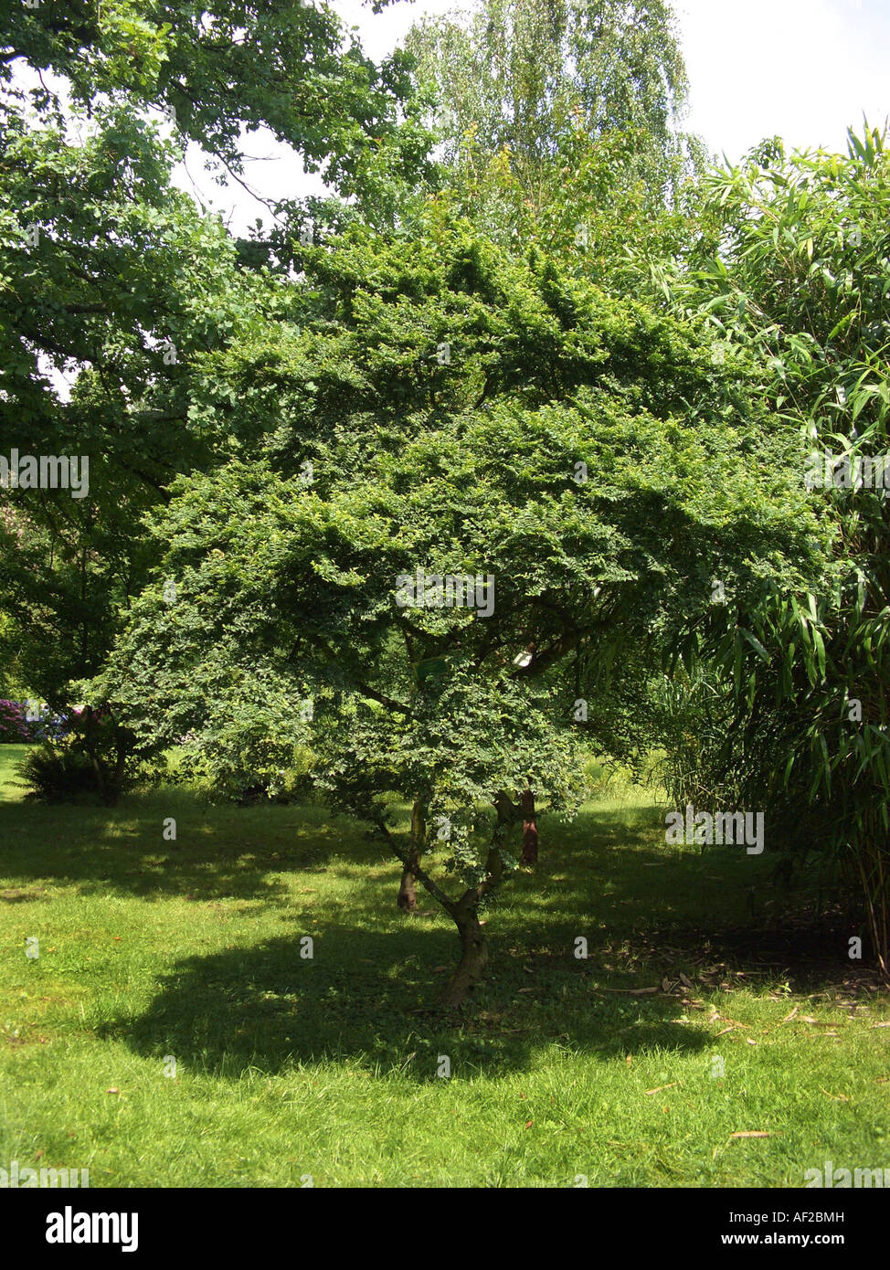 Dutch elm (Ulmus x hollandica, Ulmus hollandica), single tree in a park ...