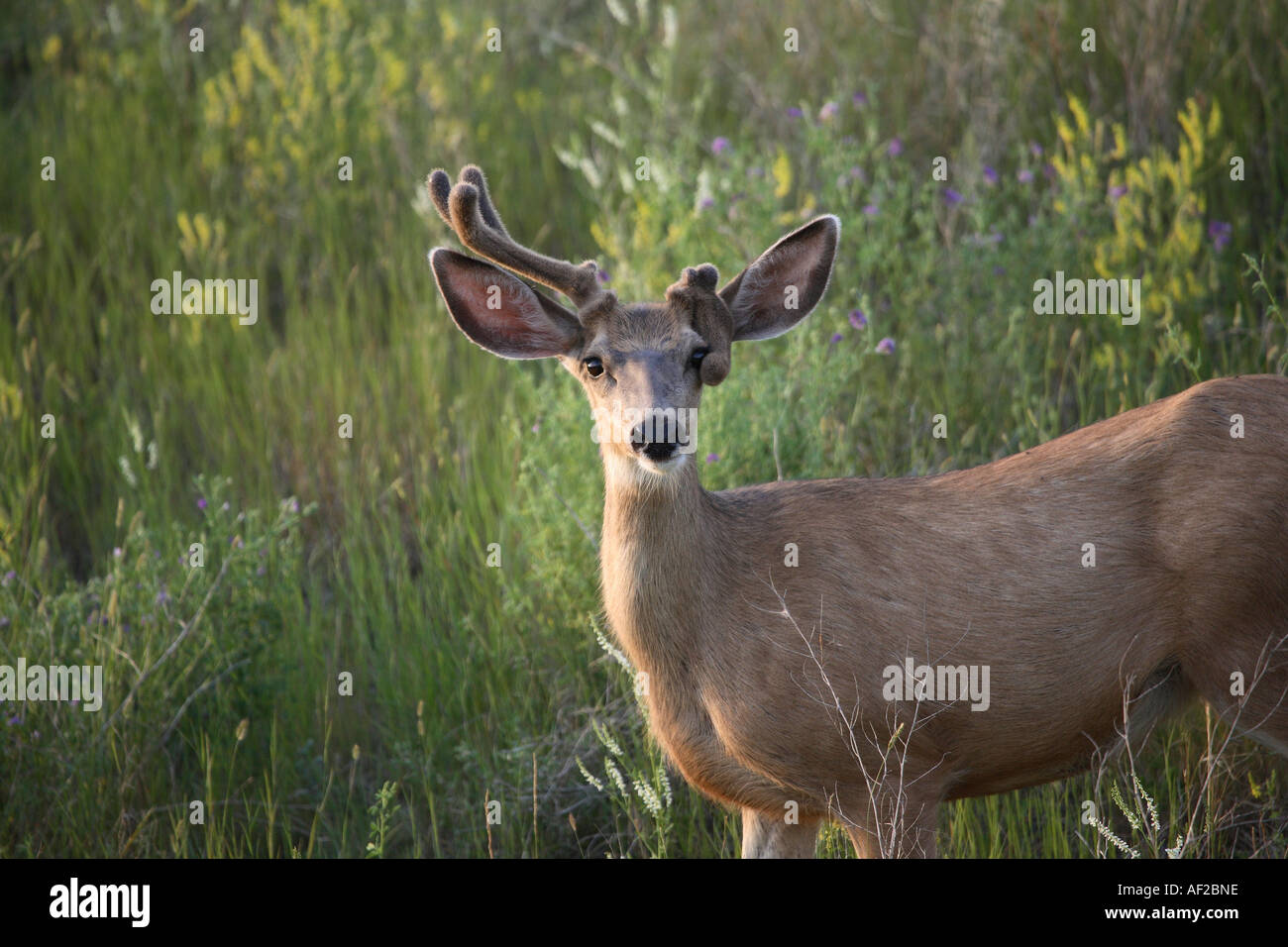Young Mule Deer buck in field in scenic Saskatchewan Canada Stock Photo ...
