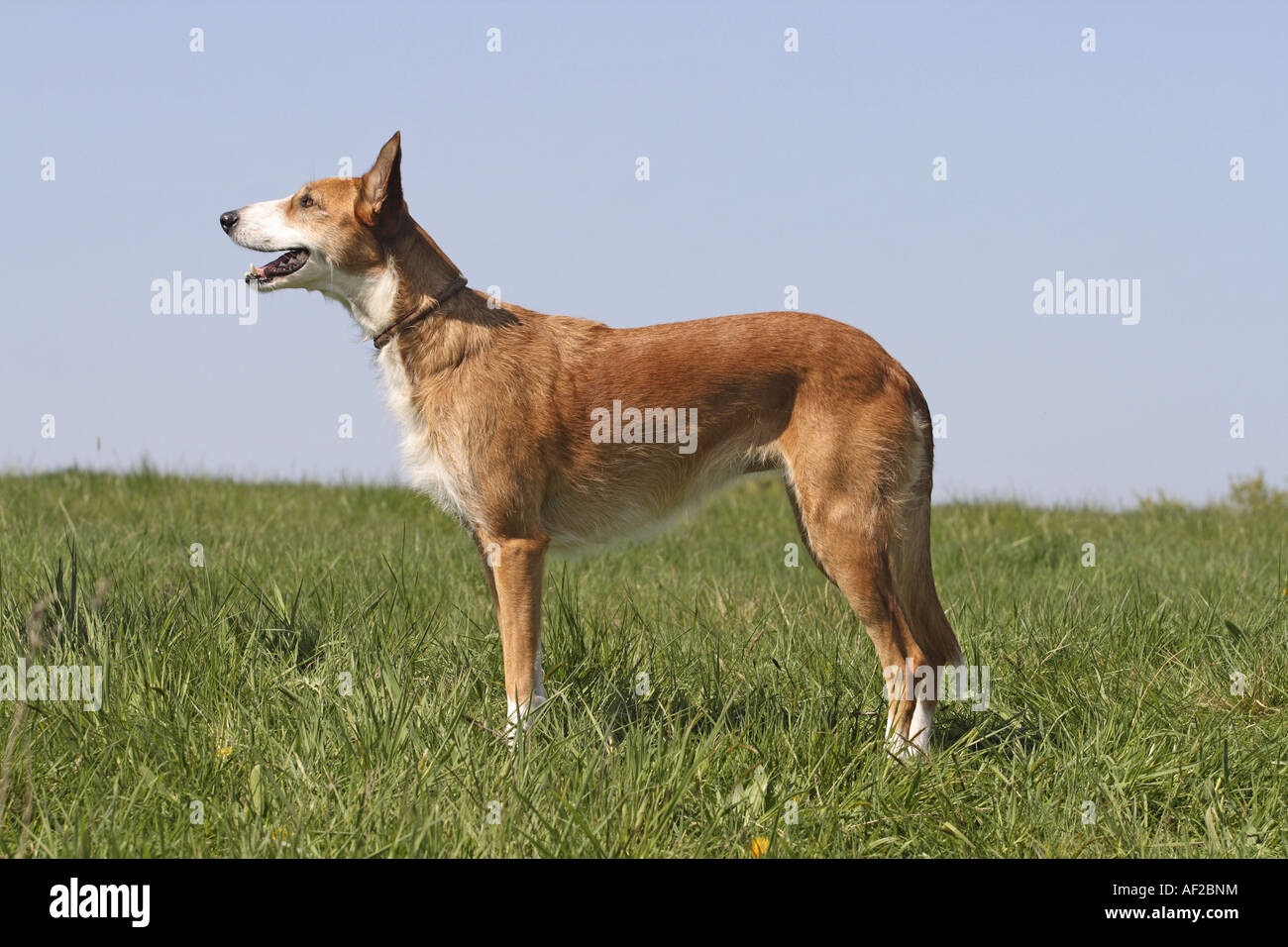 Canarian Warren Hound (Canis lupus f. familiaris), standing on meadow ...