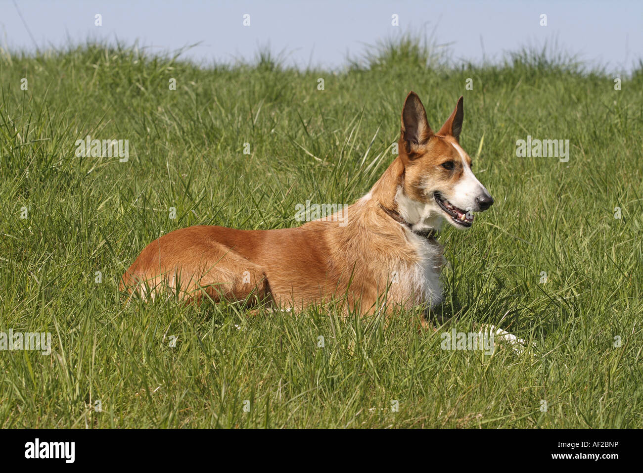 Canarian Warren Hound (Canis lupus f. familiaris), lying on meadow ...