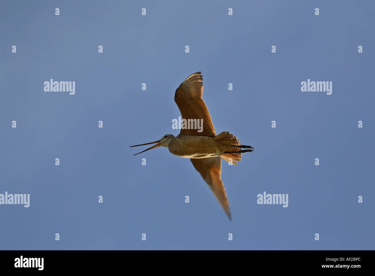 Marbled godwit in flight hi-res stock photography and images - Alamy