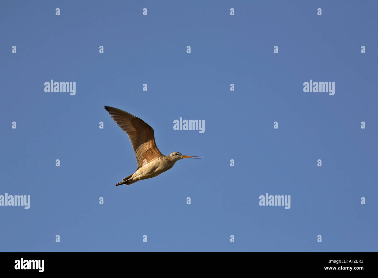 Marbled Godwit in flight in scenic Saskatchewan Canada Stock Photo - Alamy