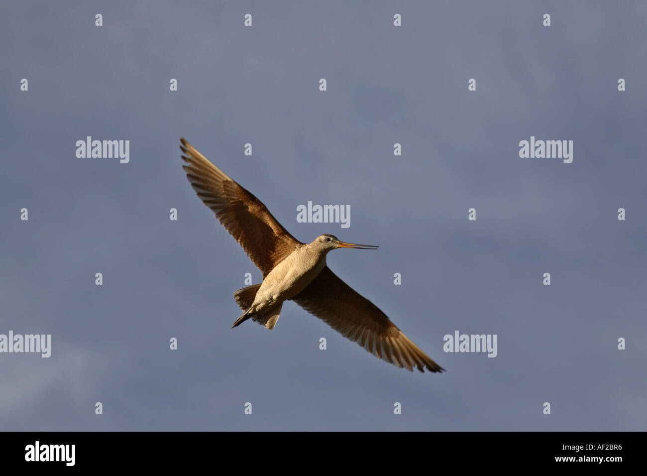 Marbled godwit in flight hi-res stock photography and images - Alamy