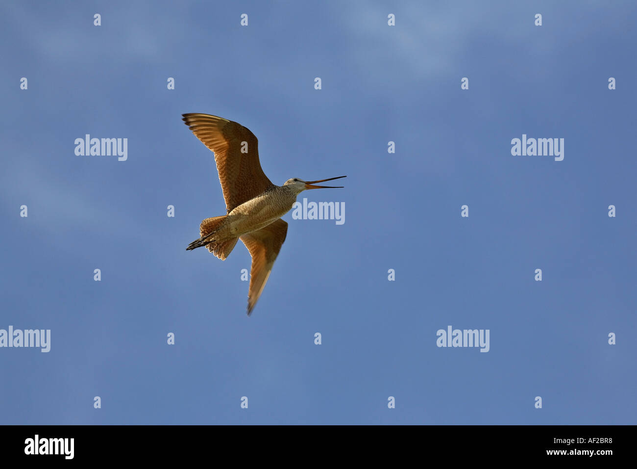 Marbled godwit in flight hi-res stock photography and images - Alamy