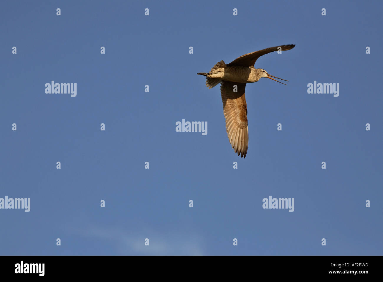 Marbled godwit in flight hi-res stock photography and images - Alamy