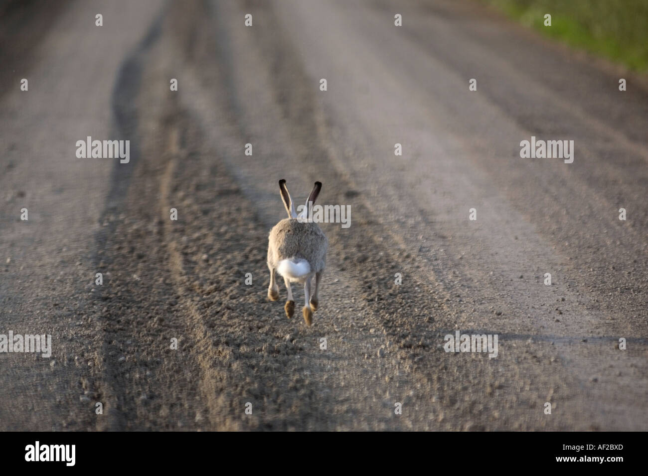 White tailed jackrabbits hi-res stock photography and images - Alamy