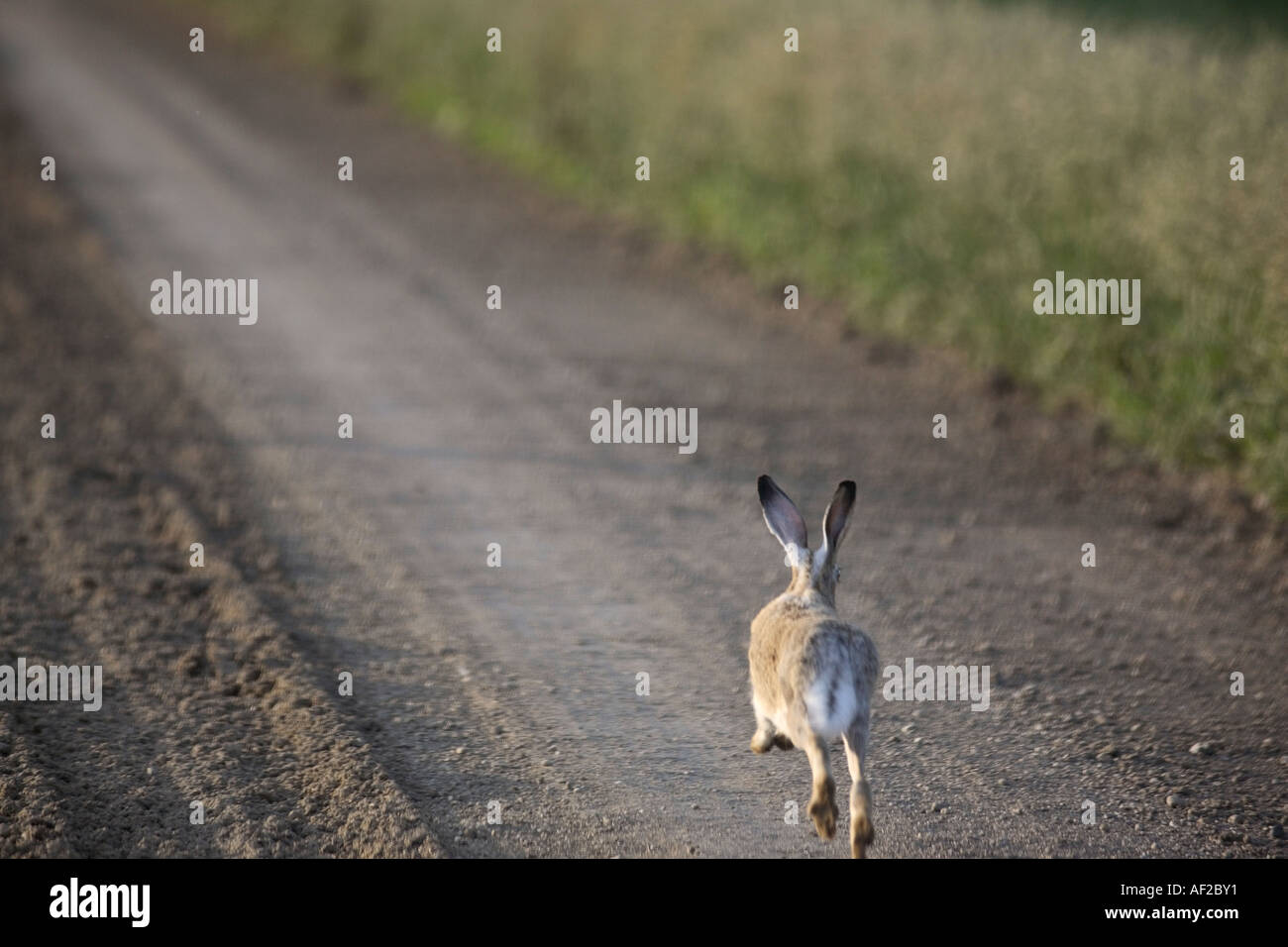 White tailed jackrabbits hi-res stock photography and images - Alamy