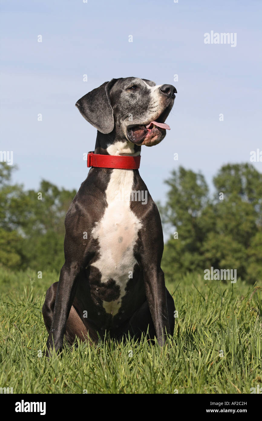 Colossus the dog hi-res stock photography and images - Alamy