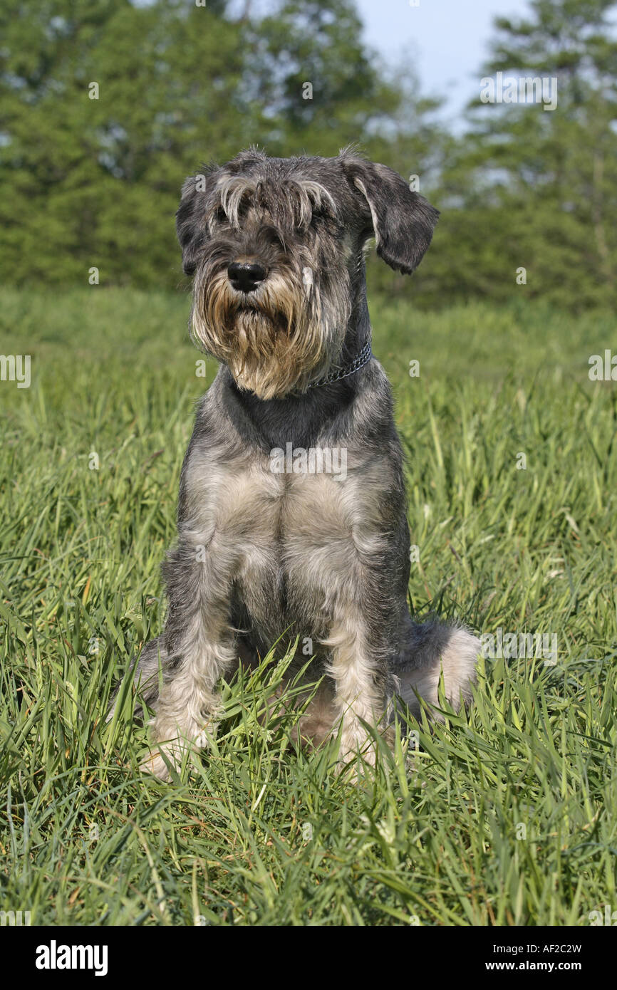 domestic dog (Canis lupus f. familiaris), portrait of a middle ...