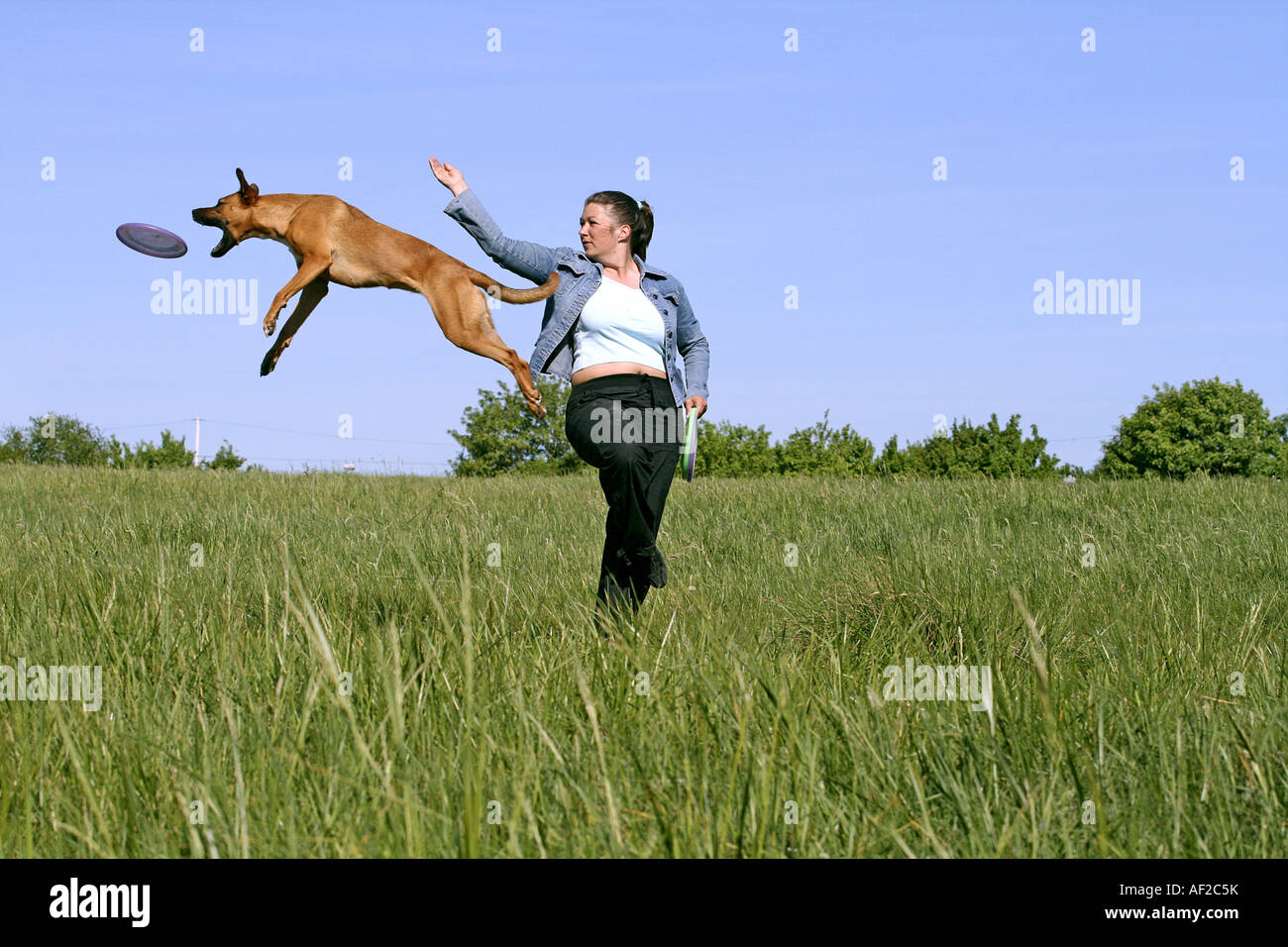domestic dog (Canis lupus f. familiaris), woman throwing a frisbee disk ...