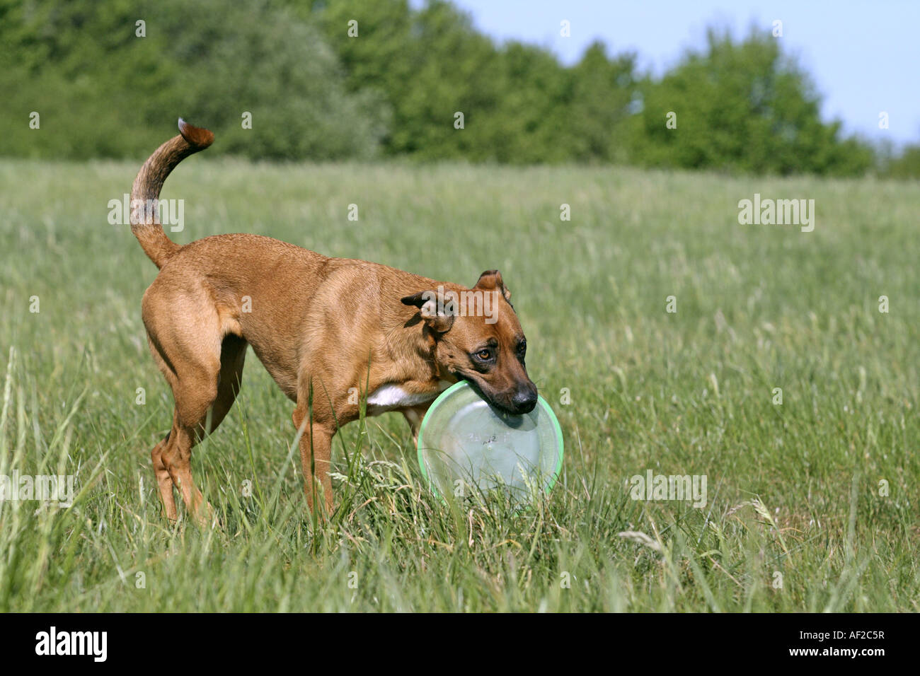 domestic dog (Canis lupus f. familiaris), single animal with a frisbee ...