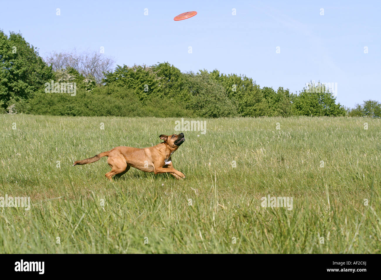 domestic dog (Canis lupus f. familiaris), single animal catching a ...