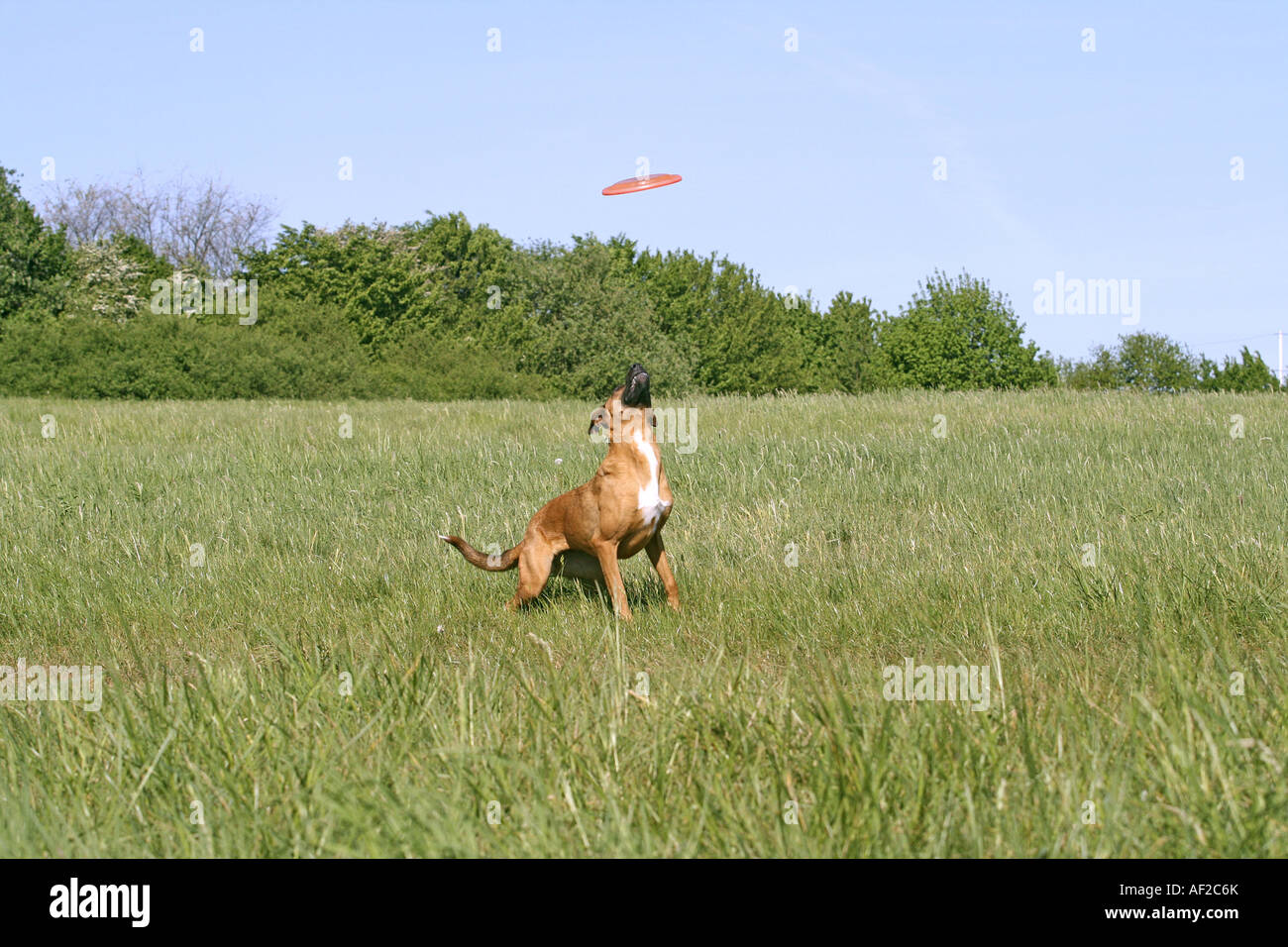 domestic dog (Canis lupus f. familiaris), single animal catching a ...