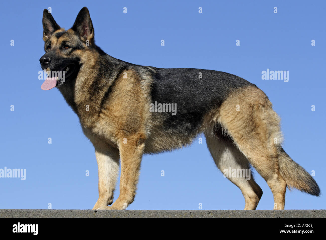 German Shepherd Dog (Canis lupus f. familiaris), portrait of a single ...