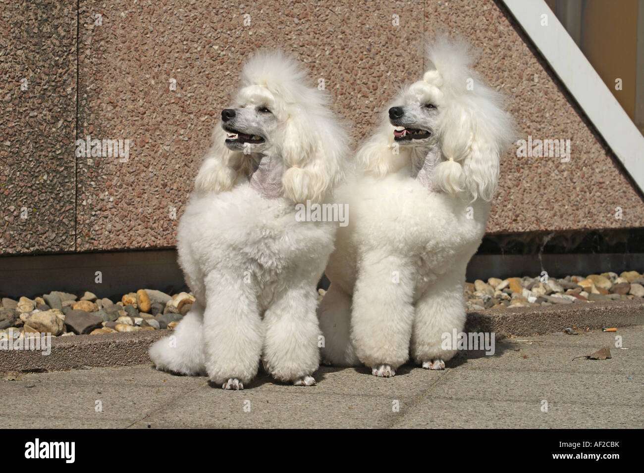Medium size Poodle (Canis lupus f. familiaris), two animals side by ...